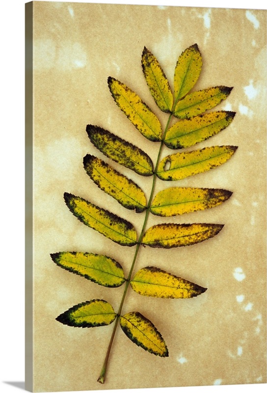 Rowan Rust | Great Big Canvas