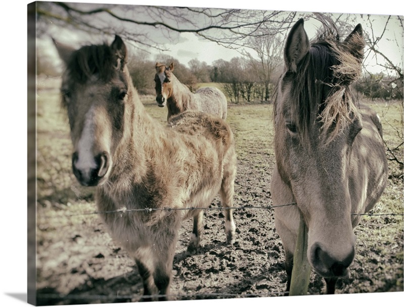 Three Ponies | Great Big Canvas