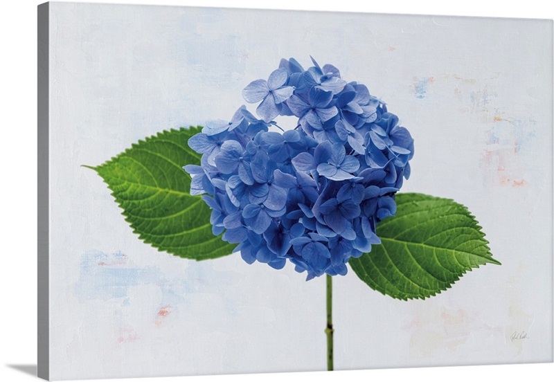 Bright Blue Hydrangea | Great Big Canvas