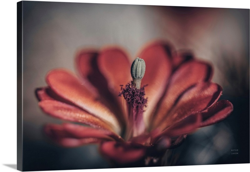 Elevation Bloom | Great Big Canvas