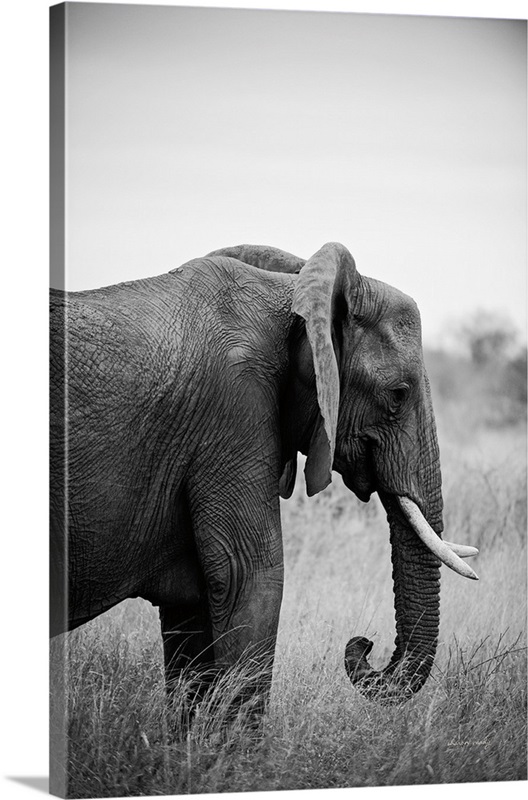 Ellie Side Profile BW | Great Big Canvas