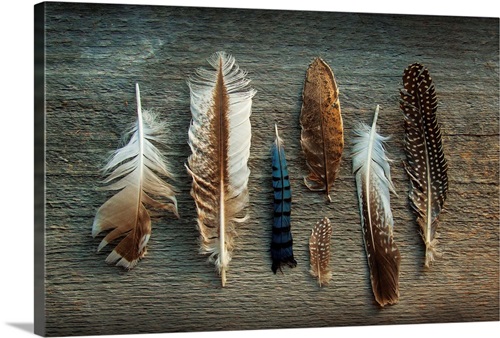 Feather Collection I | Great Big Canvas