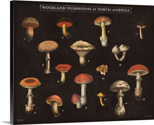 Mushroom Chart I | Great Big Canvas