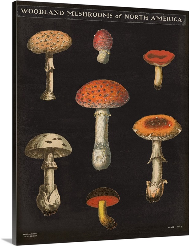 Mushroom Chart III | Great Big Canvas
