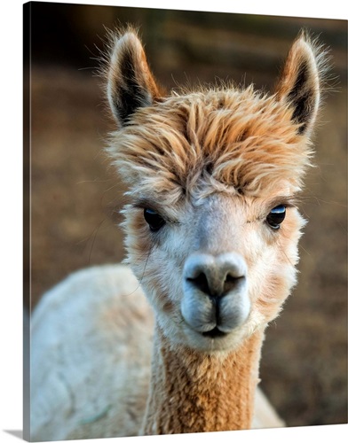 Alpaca Portrait V | Great Big Canvas