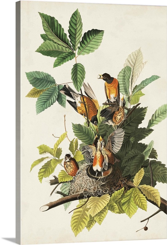 American Robin | Great Big Canvas