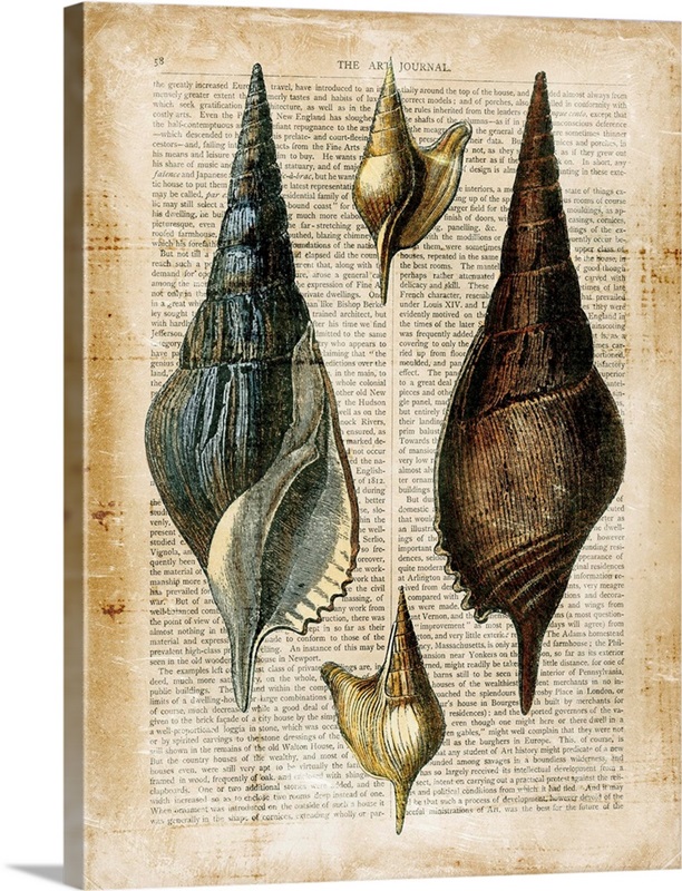 Antiquarian Seashells II | Great Big Canvas