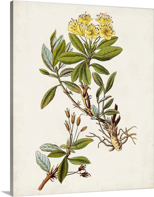 Antique Botanical Study IV | Great Big Canvas