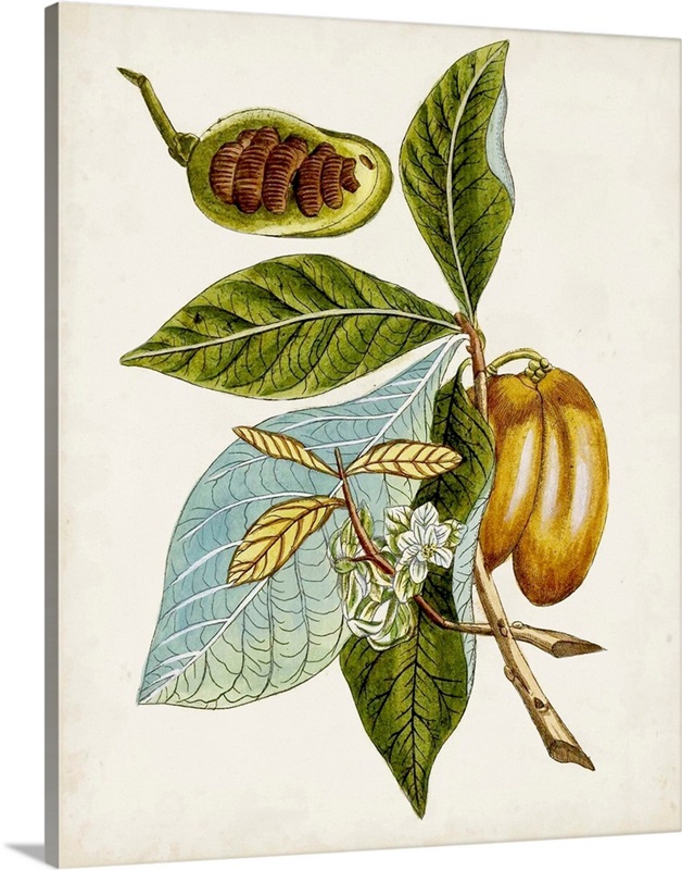 Antique Botanical Study VI | Great Big Canvas