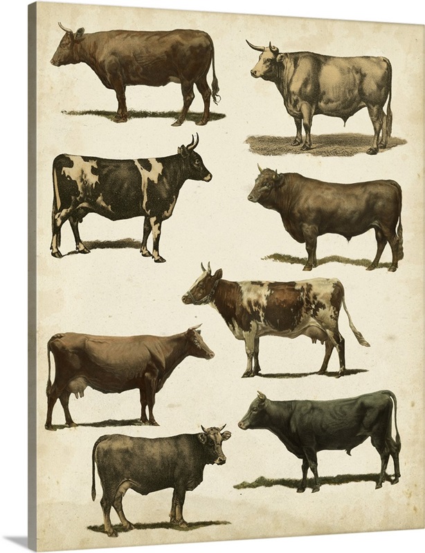 Antique Cow Chart | Great Big Canvas