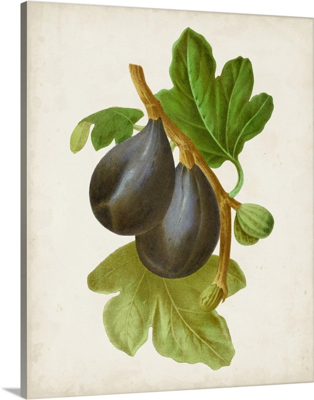 Antique Fruit VI | Great Big Canvas