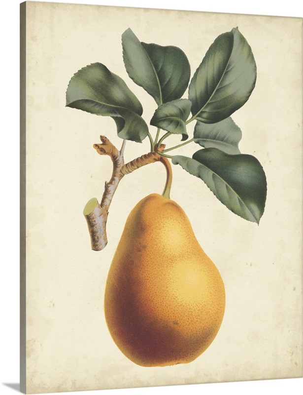 Antique Pear Botanical I | Great Big Canvas