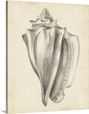 Shells Wall Art & Canvas Prints | Shells Panoramic Photos, Posters ...