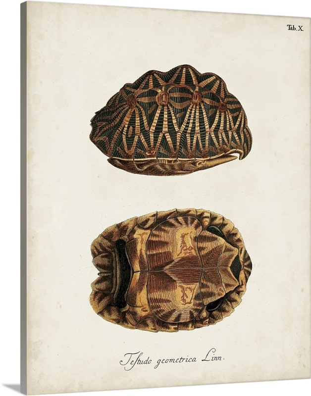 Antique Turtles and Shells I | Great Big Canvas