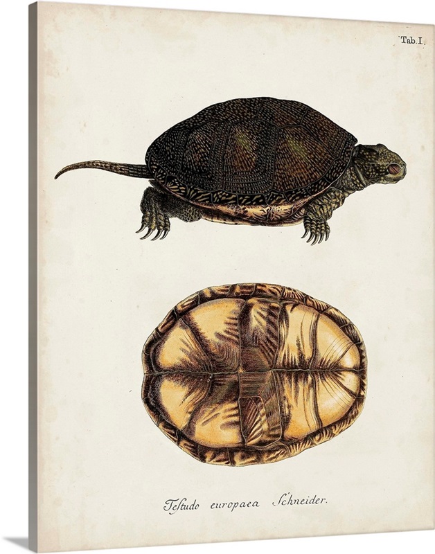 Antique Turtles and Shells II | Great Big Canvas