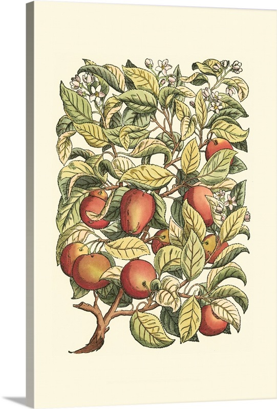Apple Tree Branch | Great Big Canvas