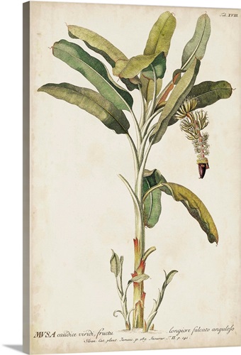 Banana Palm I Wall Art, Canvas Prints, Framed Prints, Wall Peels ...