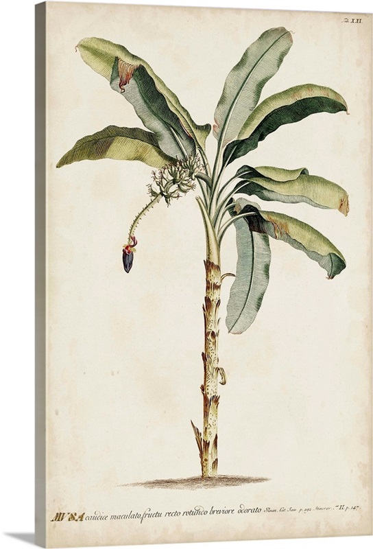 Banana Palm II | Great Big Canvas