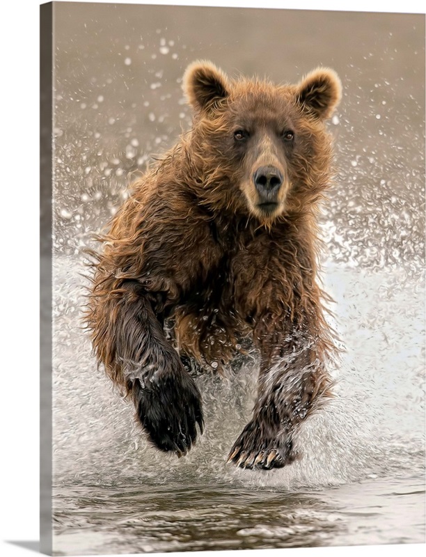 Bears at Play II | Great Big Canvas