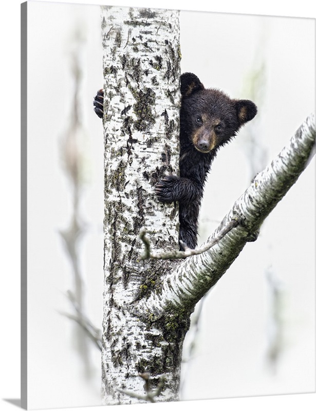 Bears at Play V | Great Big Canvas