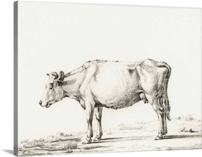 Bernard Cow Sketch II | Great Big Canvas