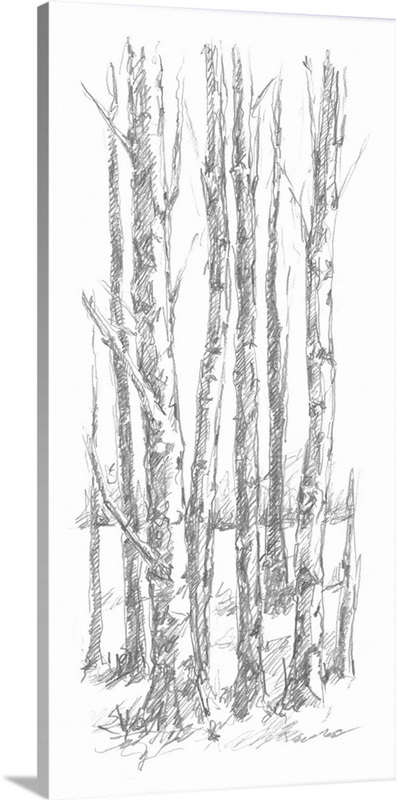 Birch Tree Sketch I | Great Big Canvas