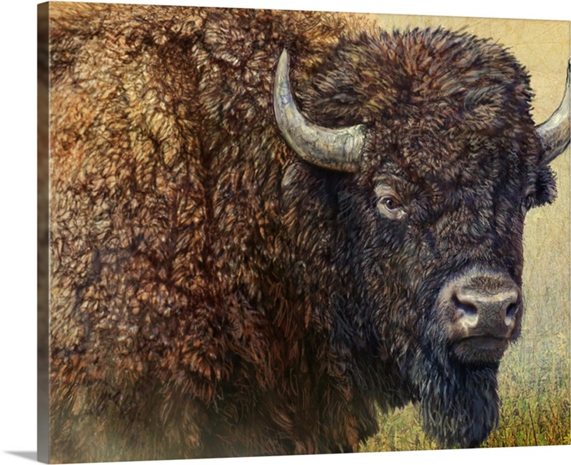 Bison Portrait I | Great Big Canvas