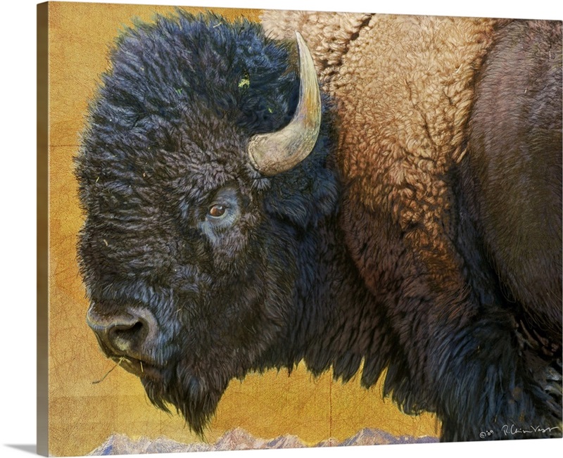 Bison Portrait III | Great Big Canvas