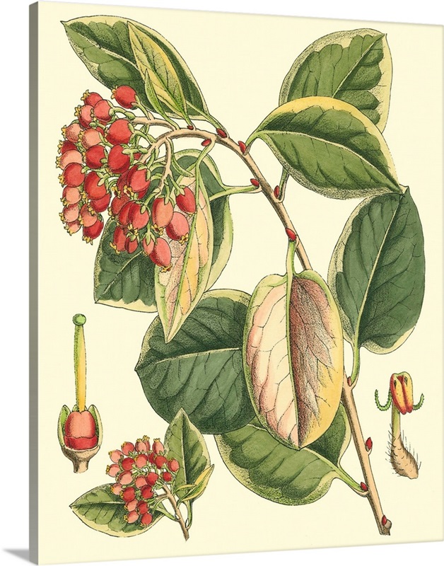 Botanical Fantasy IV | Great Big Canvas