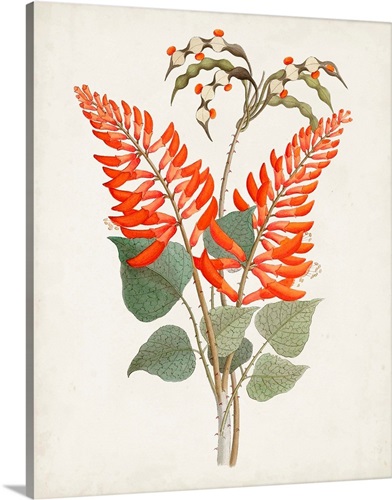 Botanical of the Tropics II Wall Art, Canvas Prints, Framed Prints ...