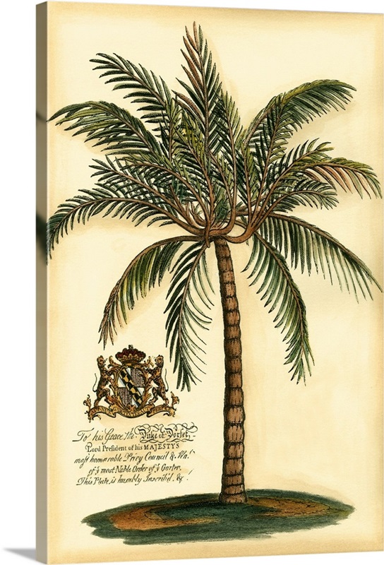 British Colonial Palm III | Great Big Canvas