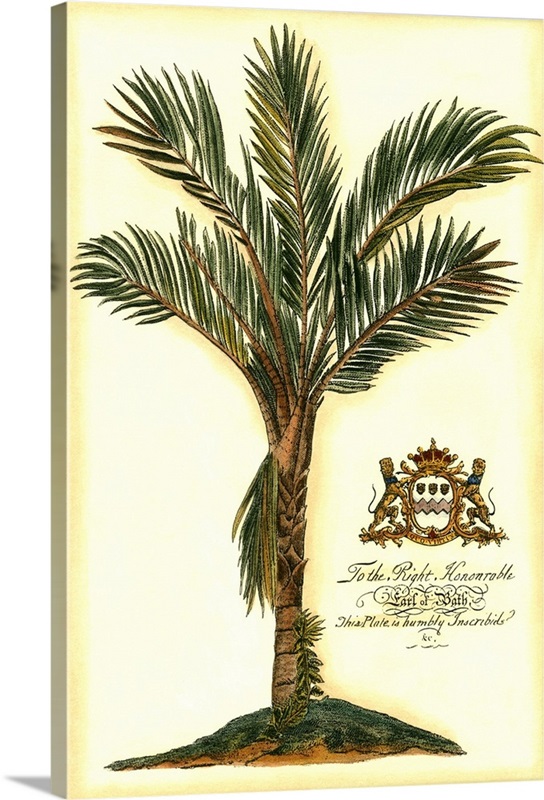 British Colonial Palm IV | Great Big Canvas