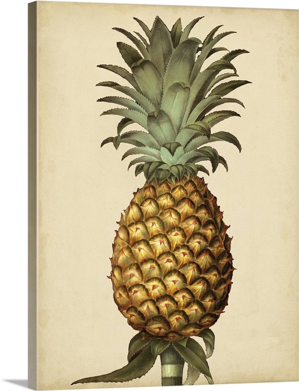 Brookshaw Antique Pineapple I | Great Big Canvas