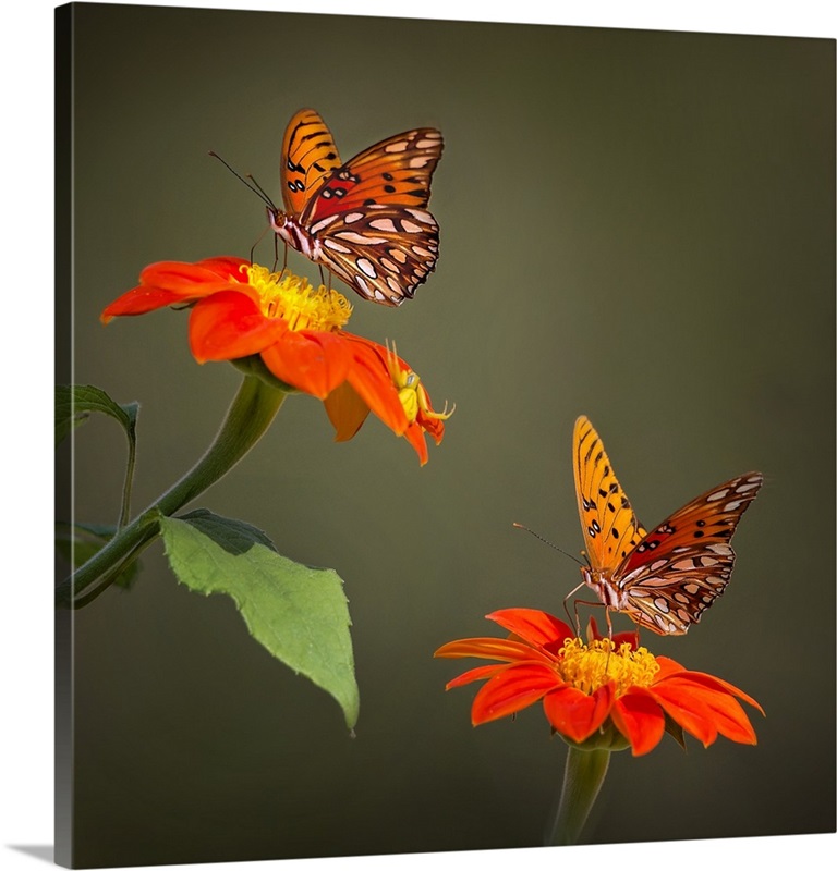 Butterfly Portrait VI | Great Big Canvas