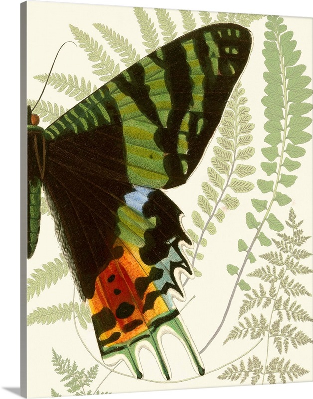 Butterfly Symmetry II | Great Big Canvas