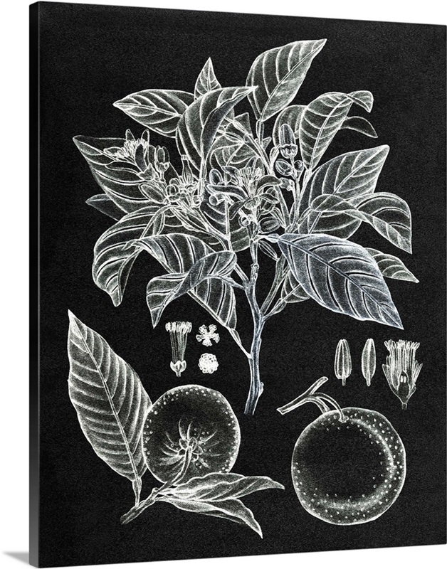 Citrus Botanical Study II | Great Big Canvas