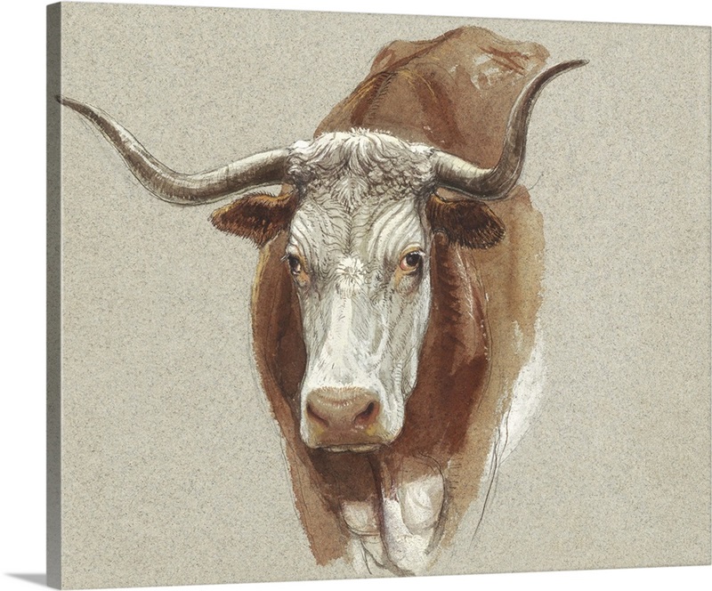 Colman Cow Portrait Study II Wall Art, Canvas Prints, Framed Prints ...