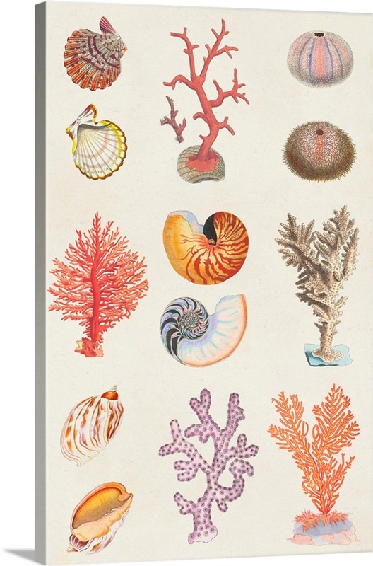 Coral & Shell Collage I | Great Big Canvas