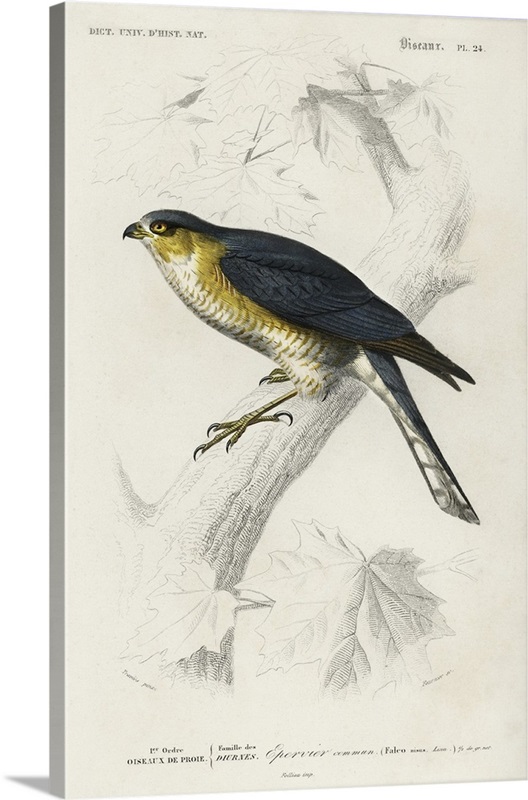 d'Orbigny Raptor IV | Great Big Canvas