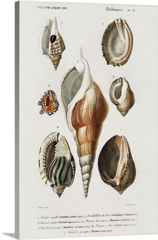d'Orbigny Shell Array III | Great Big Canvas