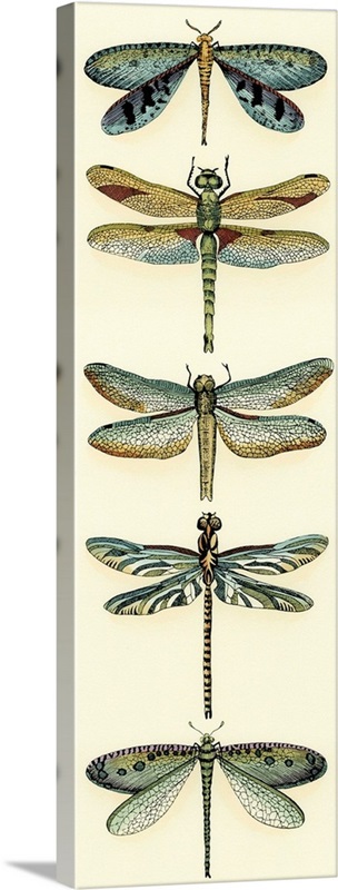 Dragonfly Collector I | Great Big Canvas