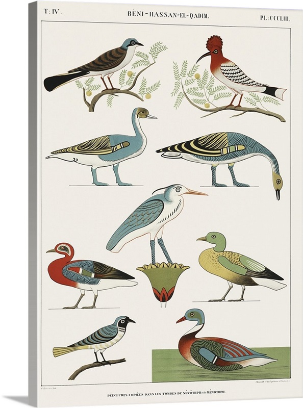 Egyptian Bird Charts I | Great Big Canvas