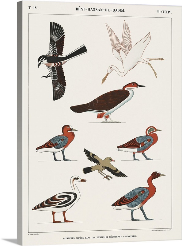 Egyptian Bird Charts IV | Great Big Canvas