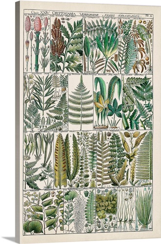 Fern Chart | Great Big Canvas