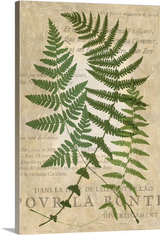 Fern Folio I | Great Big Canvas