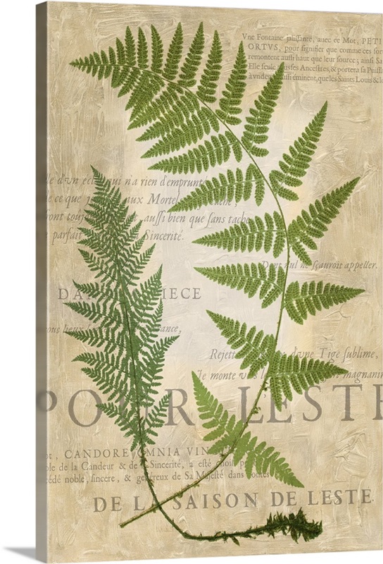 Fern Folio IV | Great Big Canvas