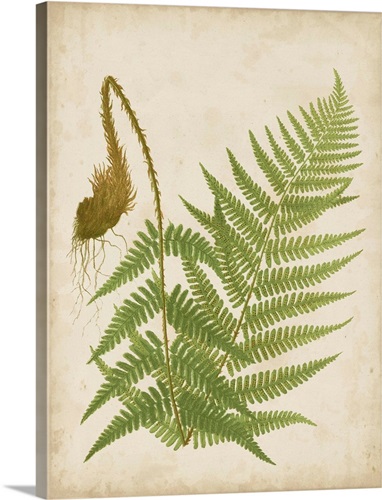 Fern Trio I | Great Big Canvas