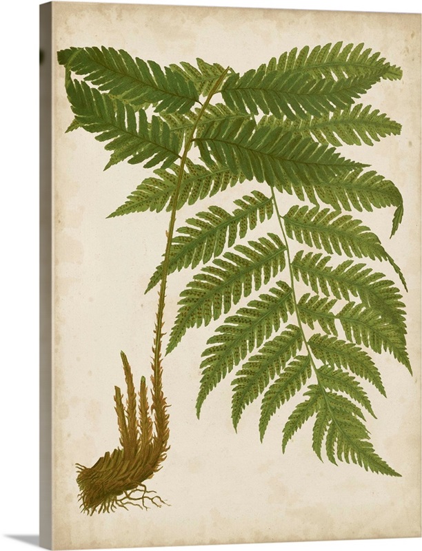 Fern Trio II | Great Big Canvas