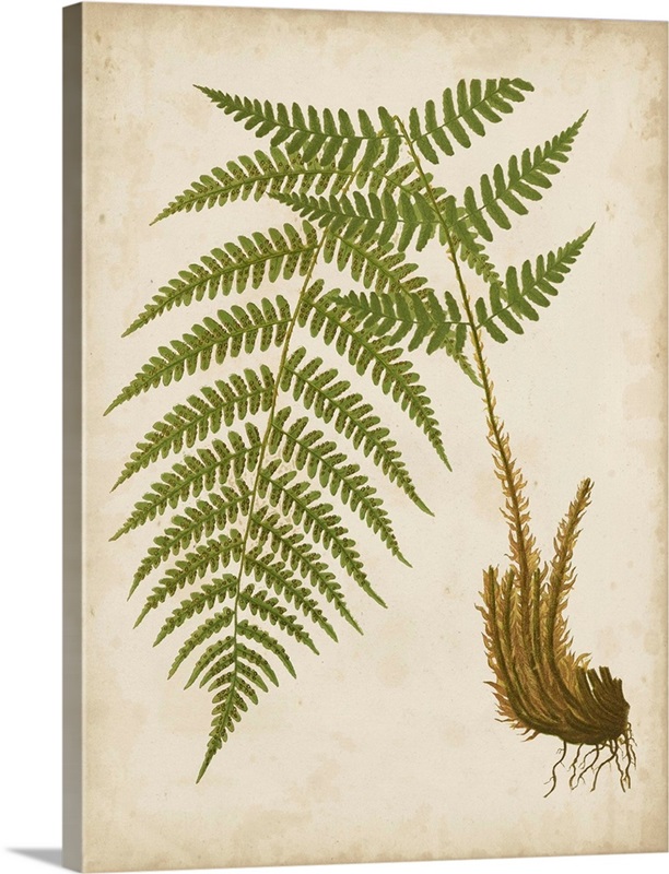 Fern Trio III | Great Big Canvas