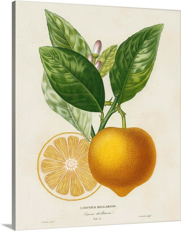 French Lemon Botanical III | Great Big Canvas